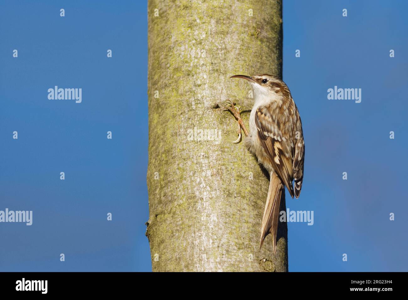 Short-toed Treecreeper - Gartenbaumläufer - Certhia brachydactyla ssp ...