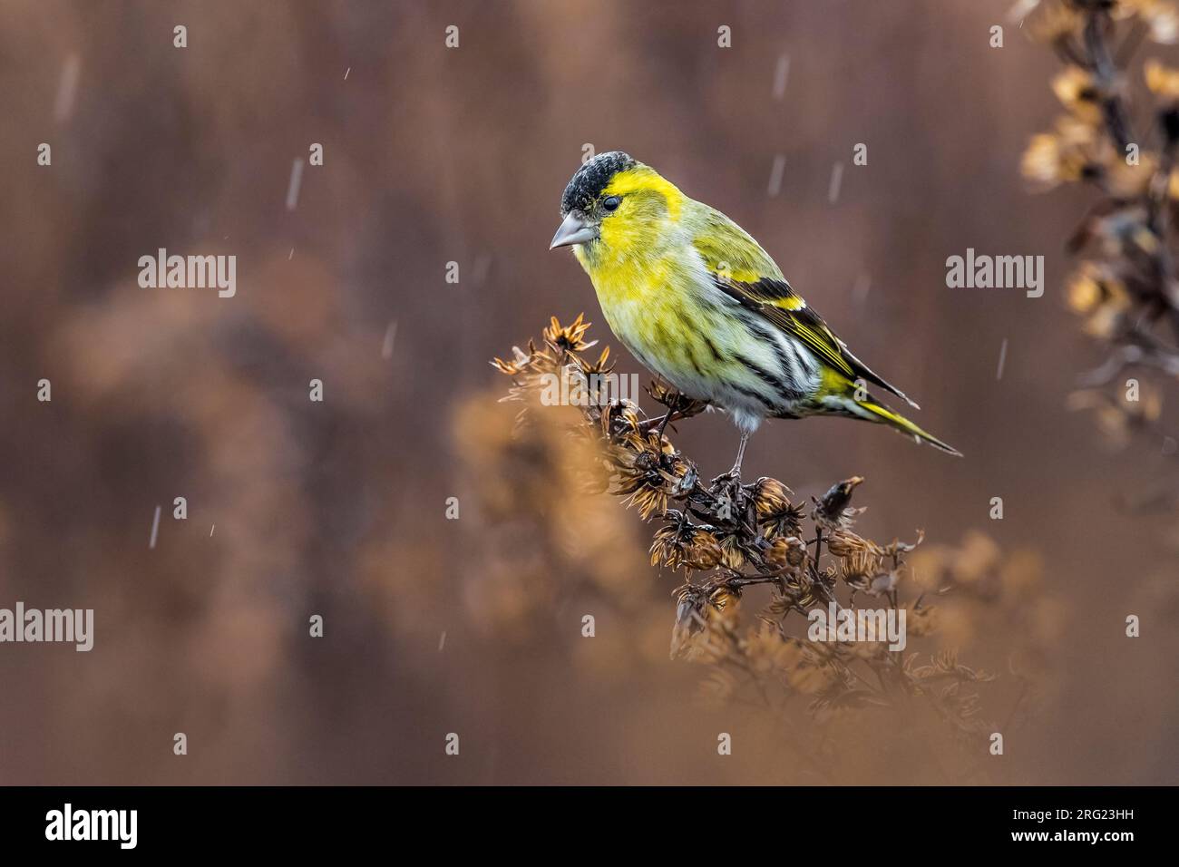 Italy siskin hi-res stock photography and images - Alamy