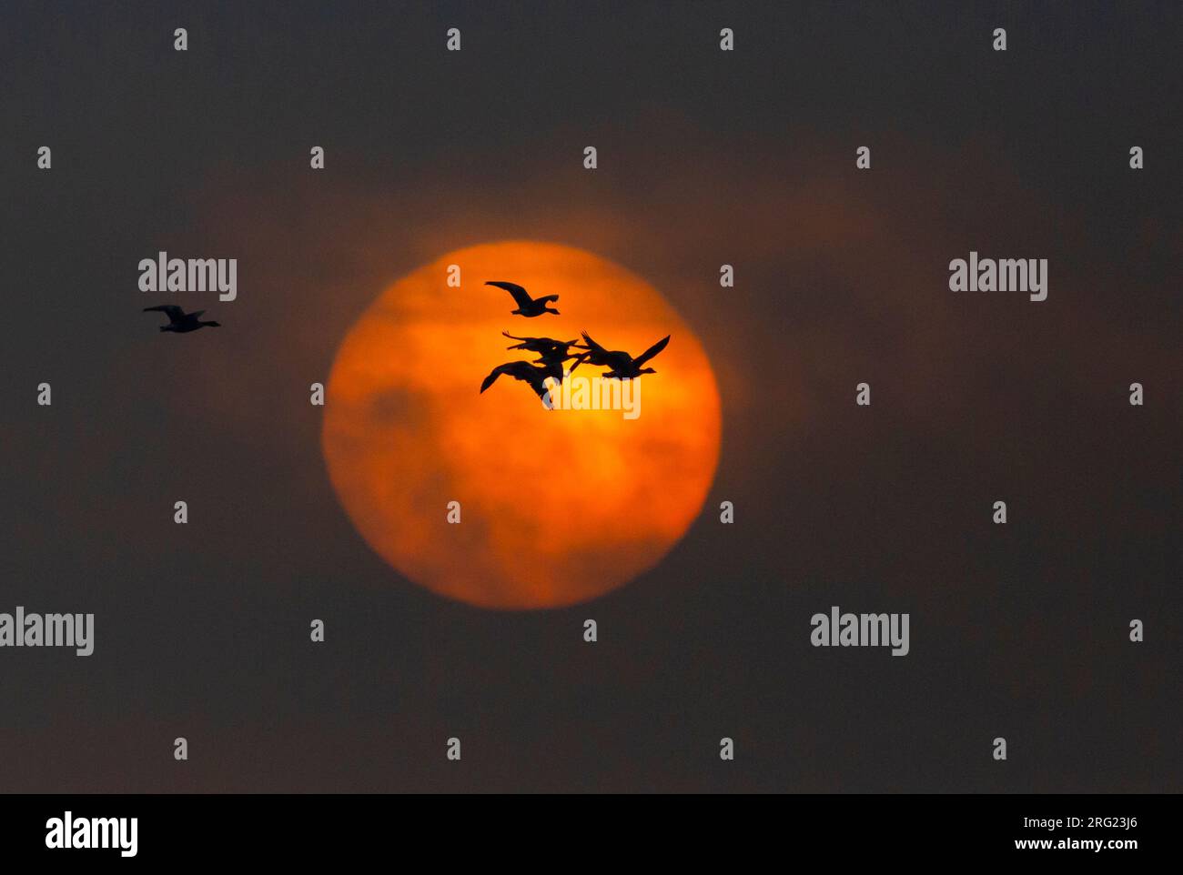 Tundra Bean Goose (Anser fabalis rossicus) flying in front of a winter ...