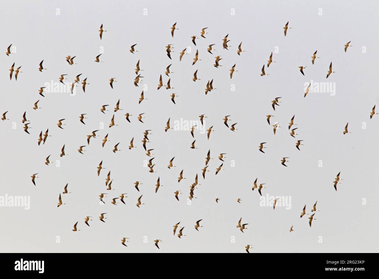 African pratincole hi-res stock photography and images - Alamy