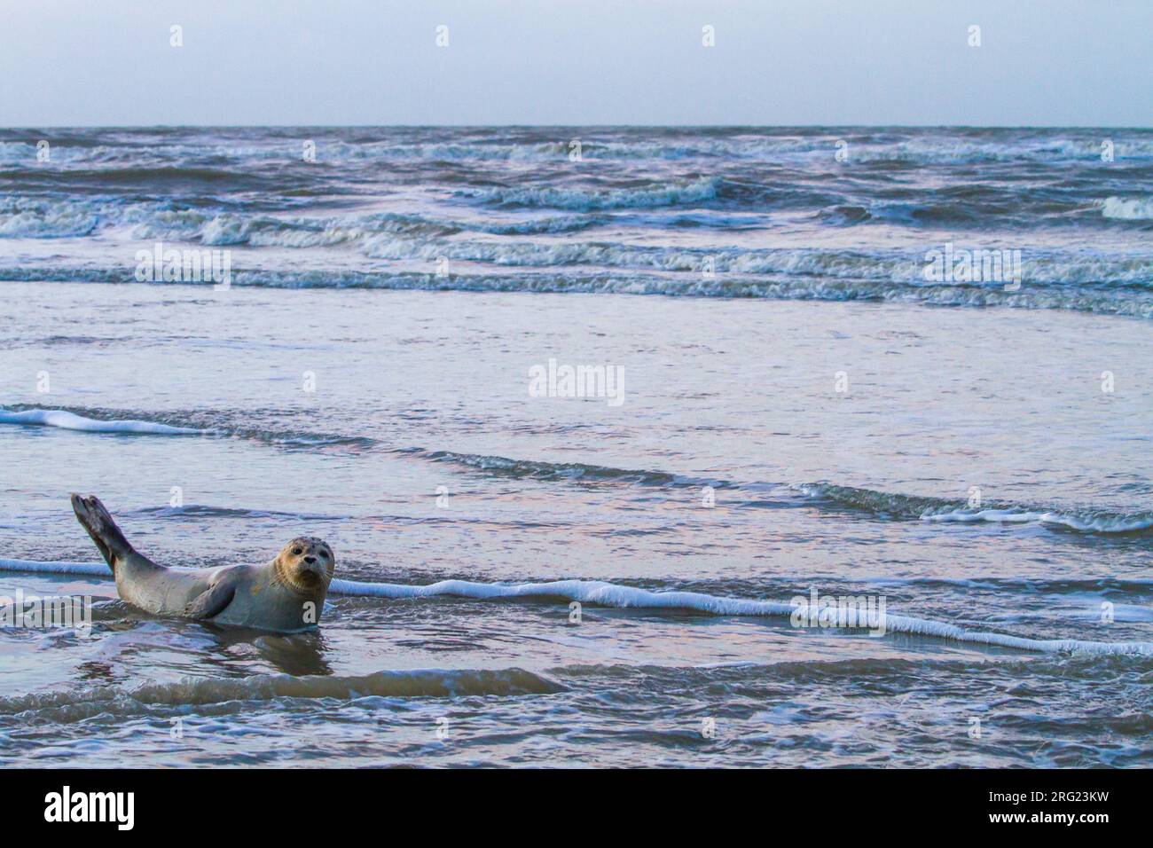 Common Seal, Phoca vitulina, immature animal resting on the beach with ...