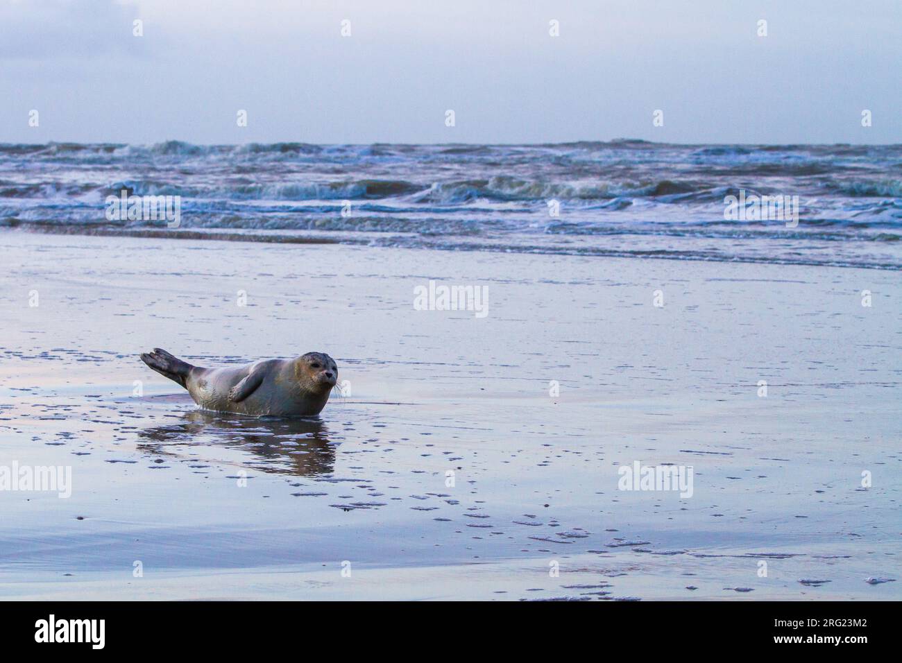 Common Seal, Phoca vitulina, immature animal resting on the beach with ...