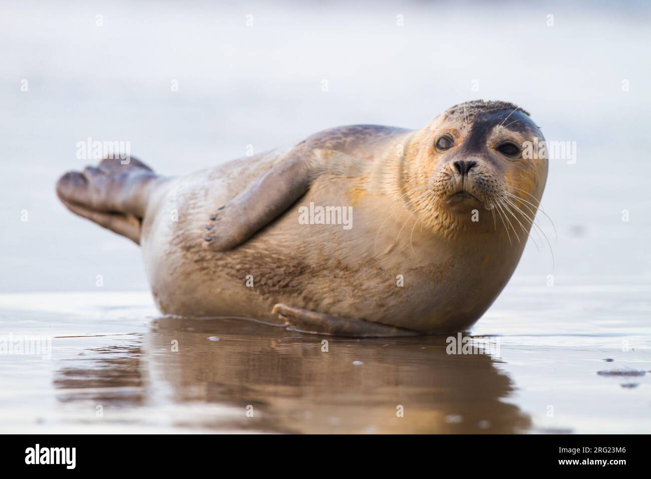 Common Seal, Phoca vitulina, immature animal resting on the beach with ...