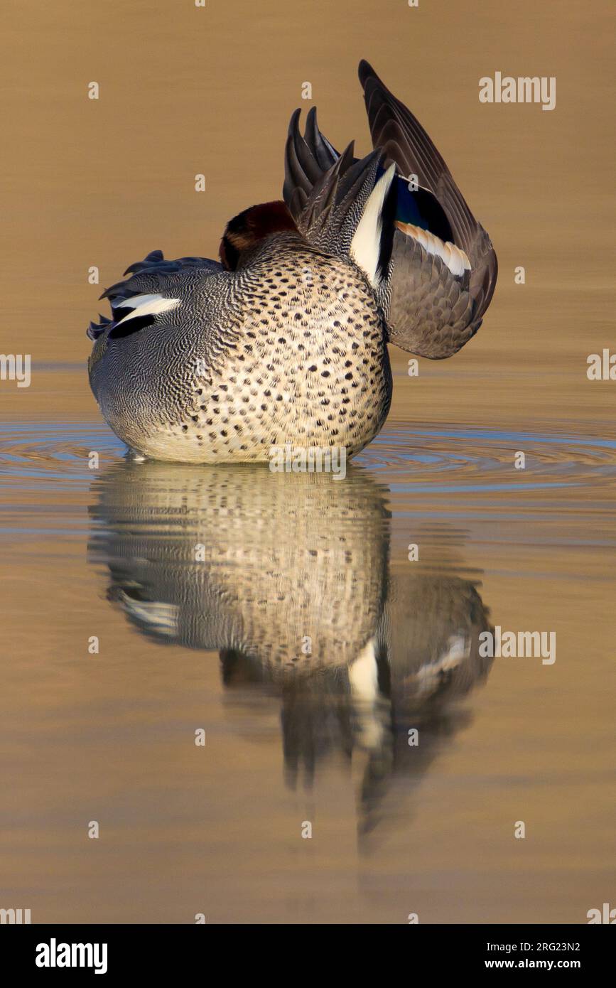 Teal duck preening hi-res stock photography and images - Alamy