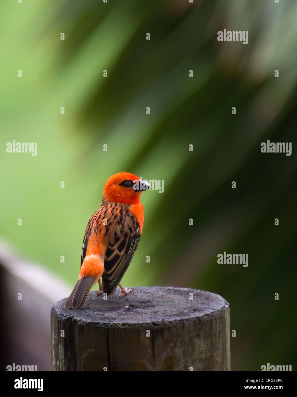 Adult male Madagascar Red Fody (Foudia madagascariensis), side view of ...