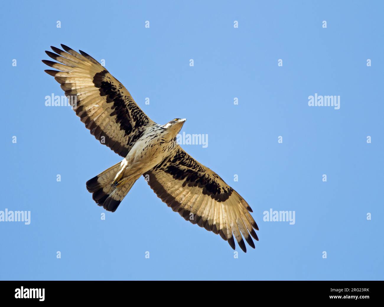 African Hawk-Eagle (Aquila spilogaster) soaring overhead in the Gambia ...