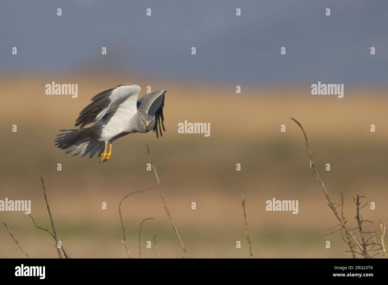 Albanella reale hi-res stock photography and images - Alamy