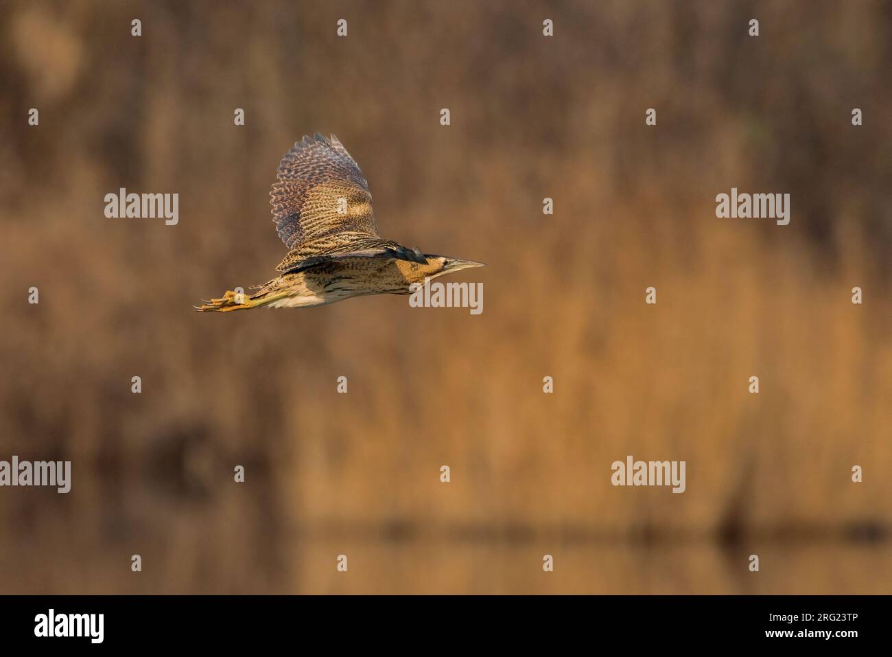 Roerdomp vliegend; Great Bittern flying Stock Photo - Alamy