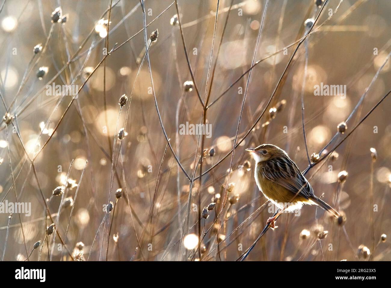 Zitting Cisticola (Cisticola juncidis) perched in low scrub in Italy ...