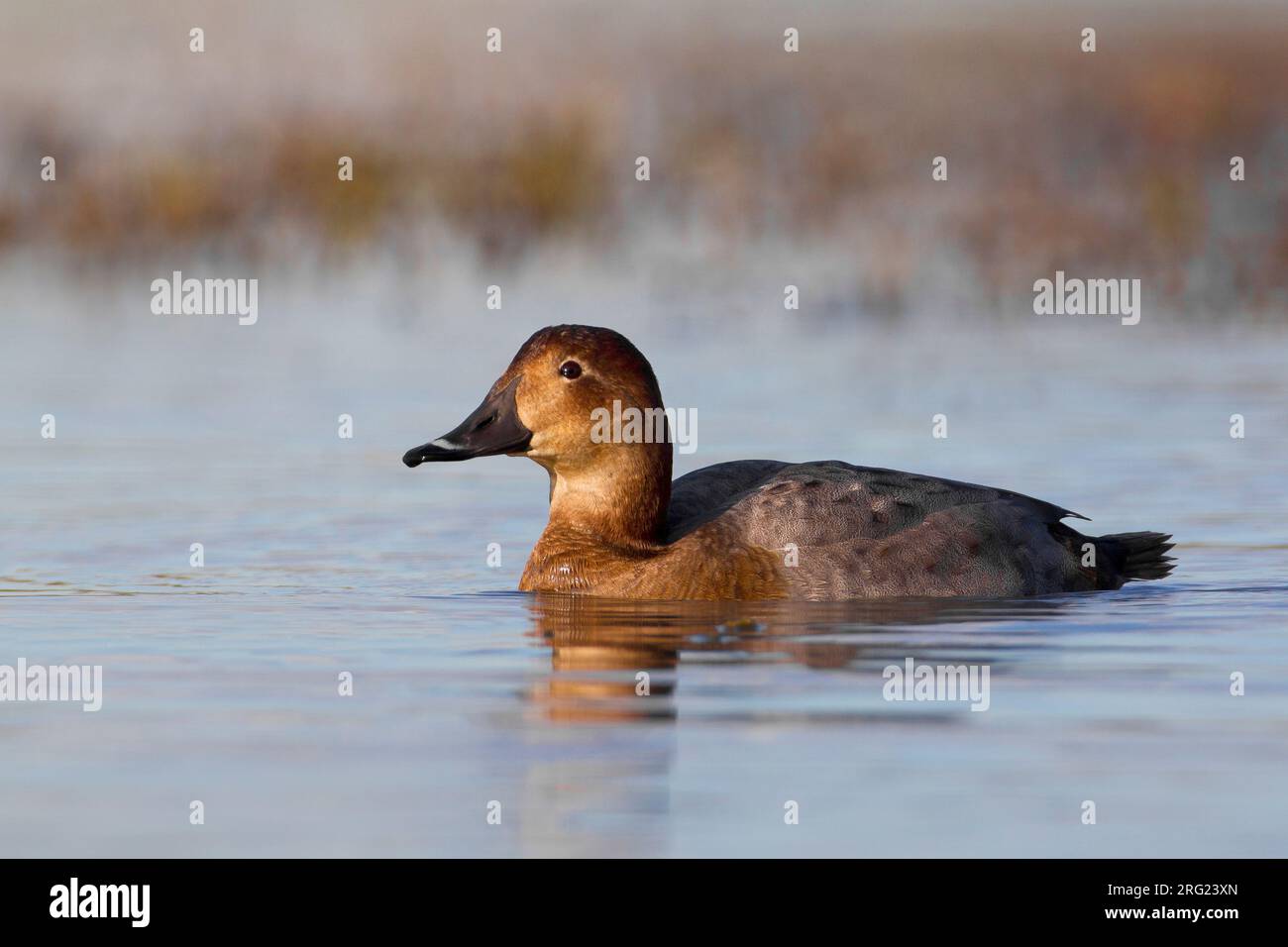 Vrouwtje Tafeleend; Female Common Pochard Stock Photo - Alamy