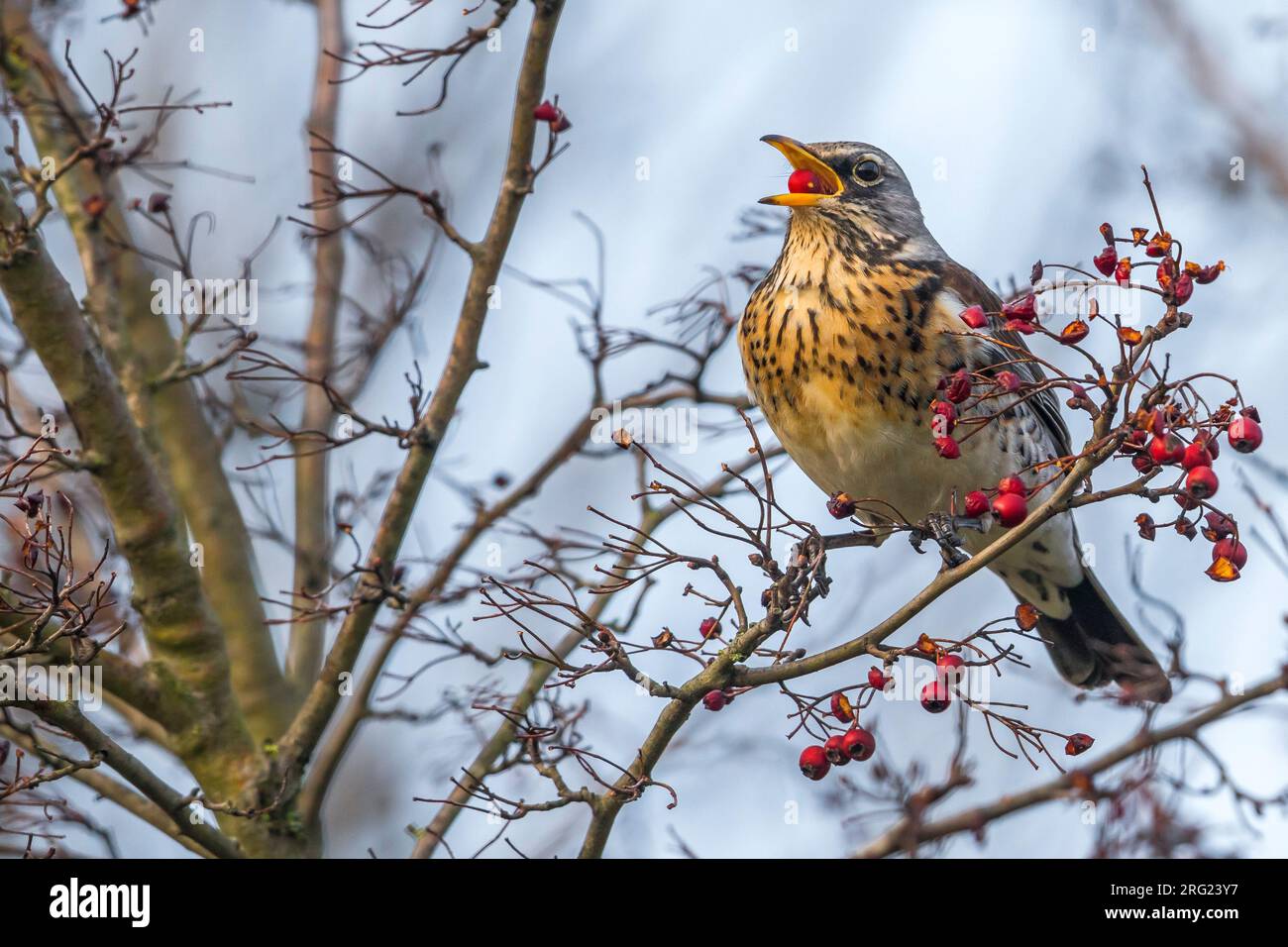 Kramsvogel bessen etend; Fieldfare eating berries Stock Photo - Alamy