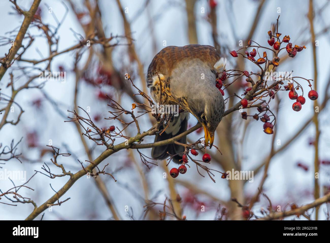 Kramsvogel bessen etend; Fieldfare eating berries Stock Photo - Alamy