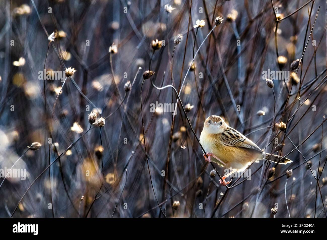 Zitting Cisticola (Cisticola juncidis) perched in low scrub in Italy ...