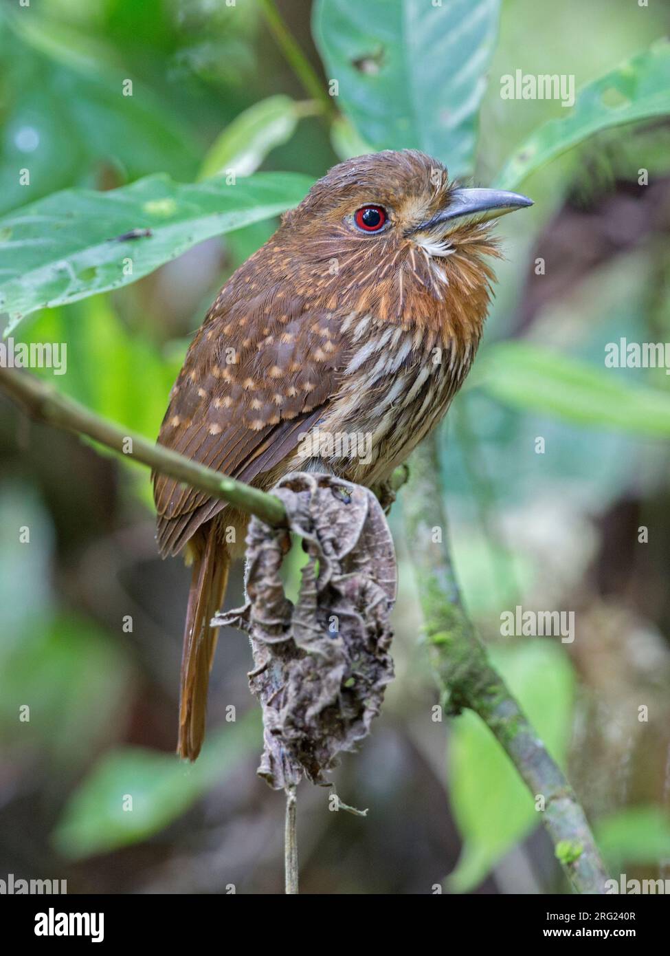 White-whiskered Puffbird (Malacoptila panamensis magdalenae) at Rio ...