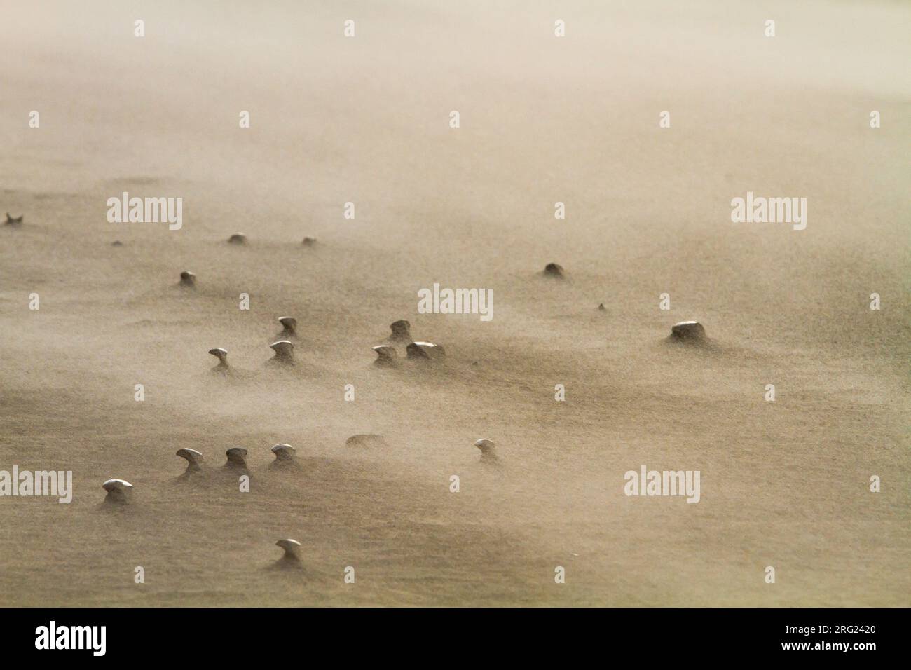 Drifting sand in storm wind blowing over the beach Stock Photo - Alamy