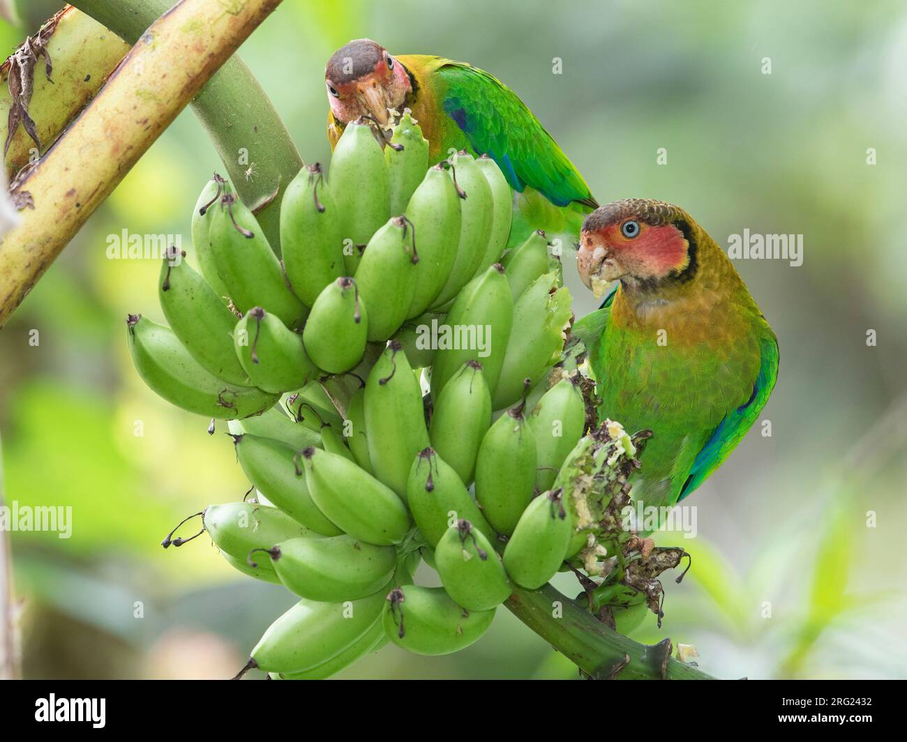 Rose-faced Parrot (Pyrilia pulchra) at Anchicaya, Colombia Stock Photo ...