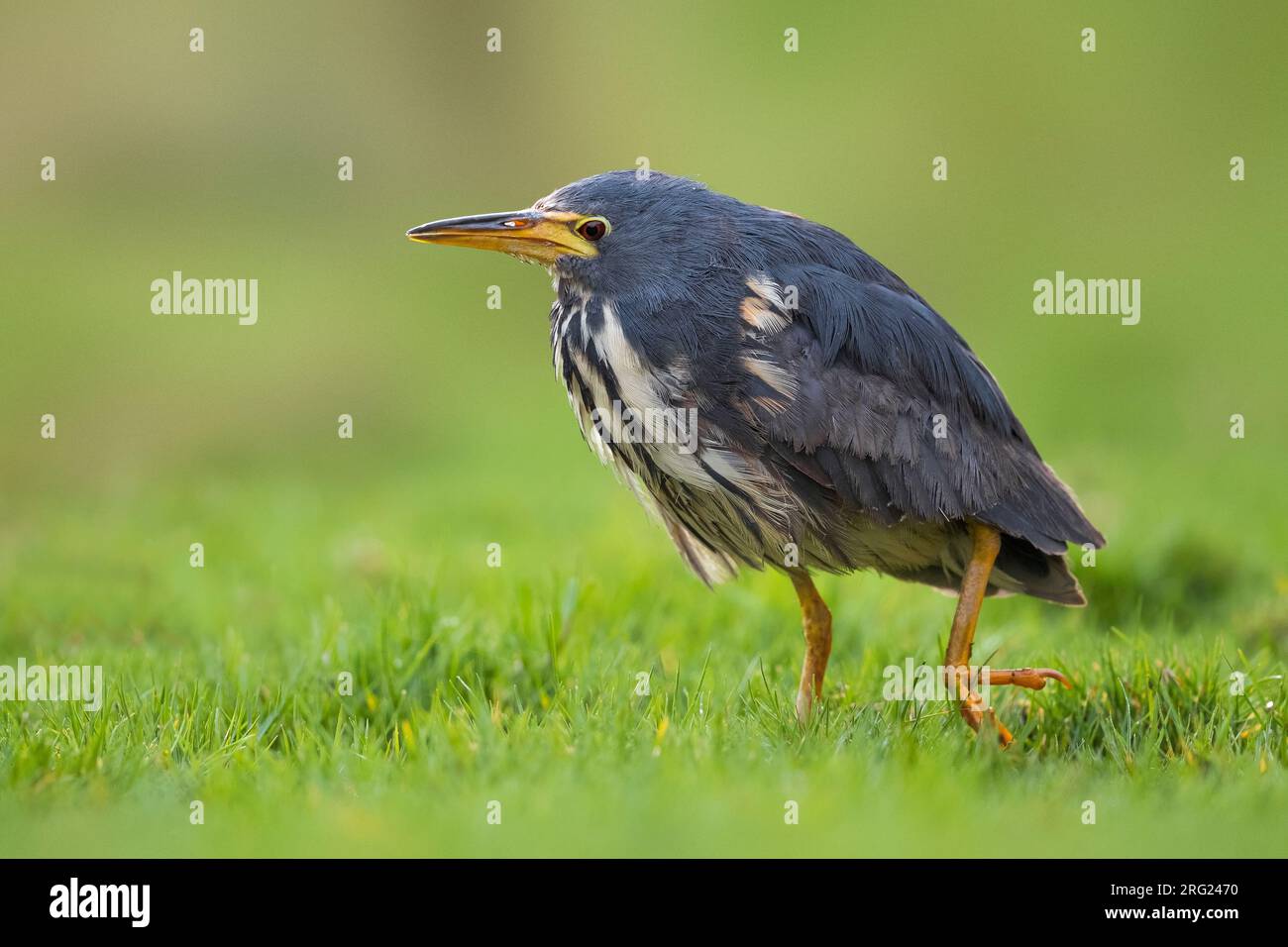 African dwarf bittern hi-res stock photography and images - Alamy