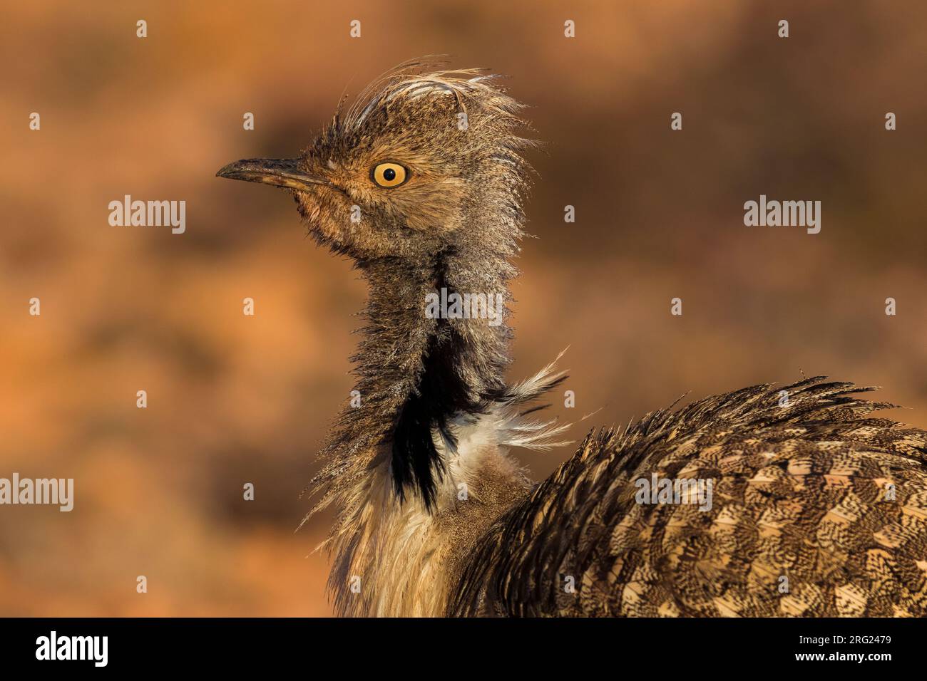 Houbara Bustard (Chlamydotis undulata fuertaventurae) on the Canary ...