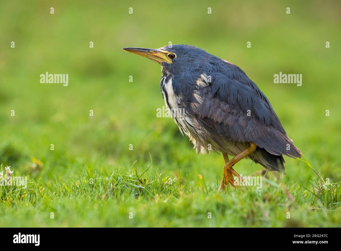 African dwarf bittern hi-res stock photography and images - Alamy