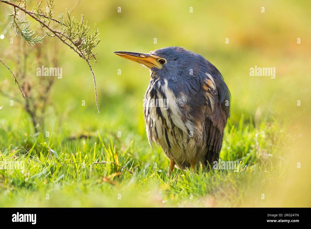 African dwarf bittern hi-res stock photography and images - Alamy