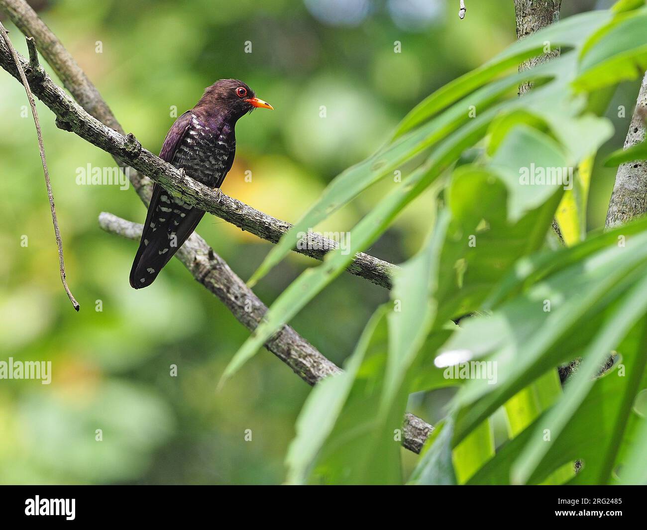Adult Violet Cuckoo (Chrysococcyx xanthorhynchus) in India Stock Photo ...