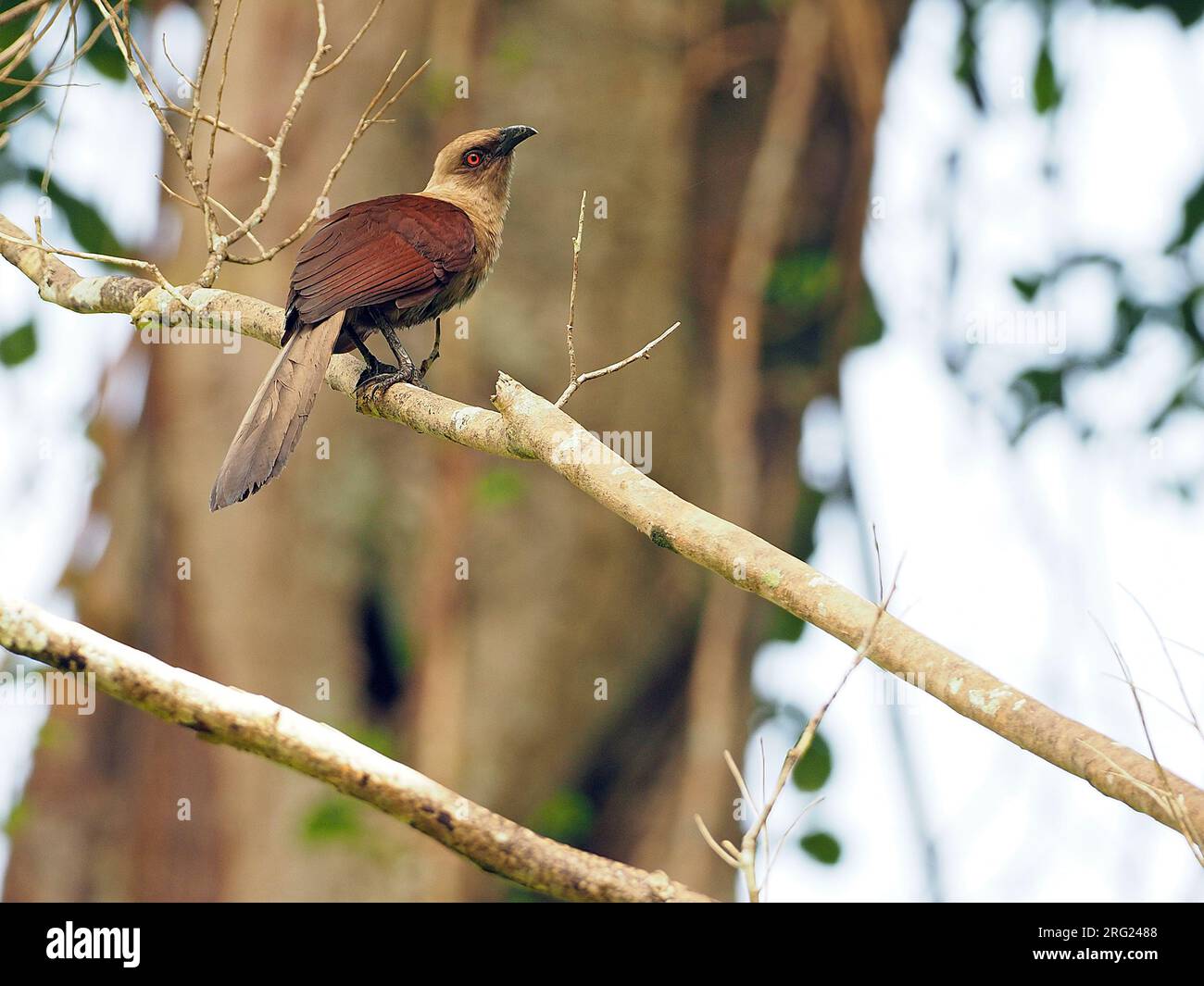 Andaman coucal (Centropus andamanensis) on the Andaman islands off ...