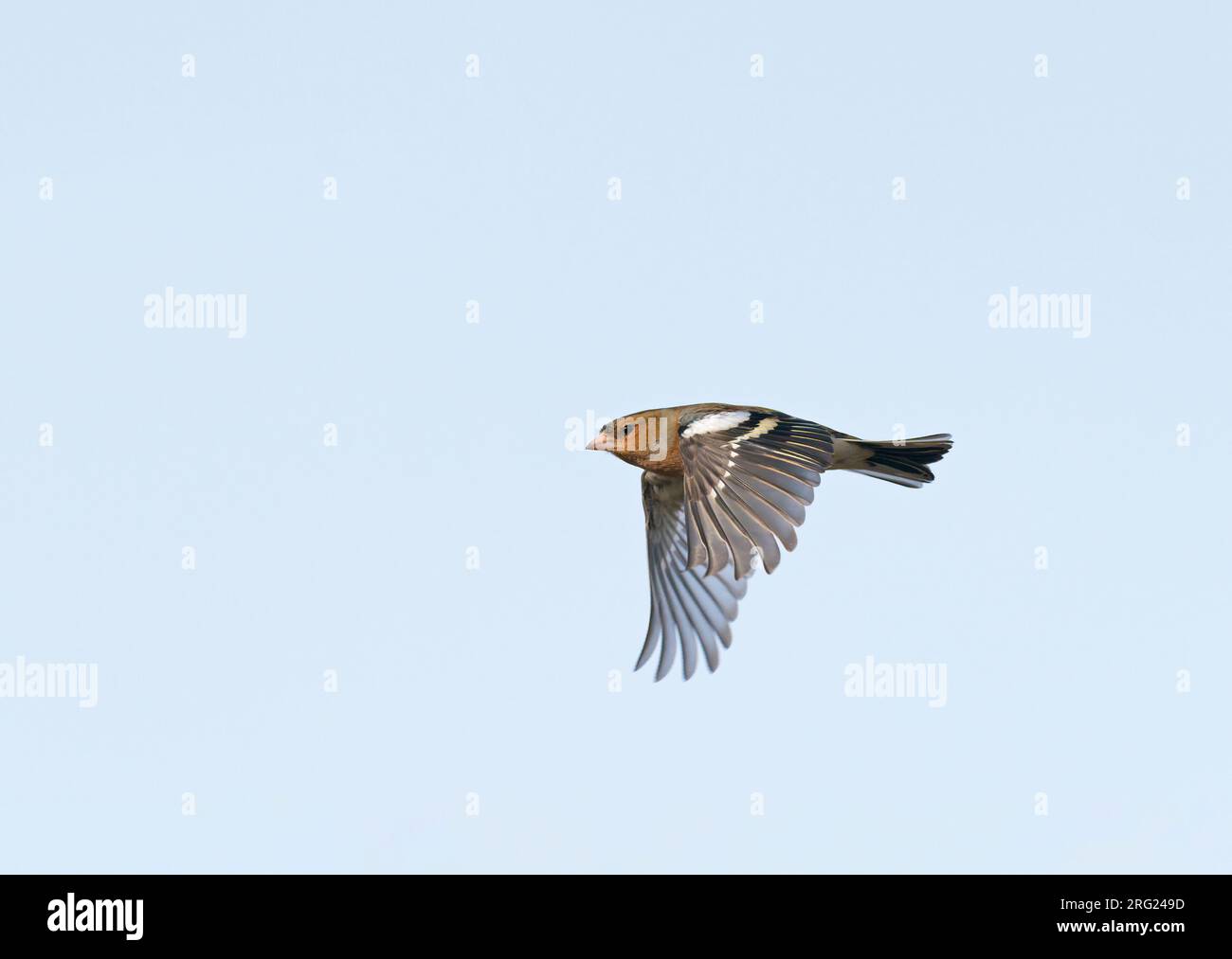 Male Common Chaffinch (Fringilla coelebs) flying, migrating in blue sky ...