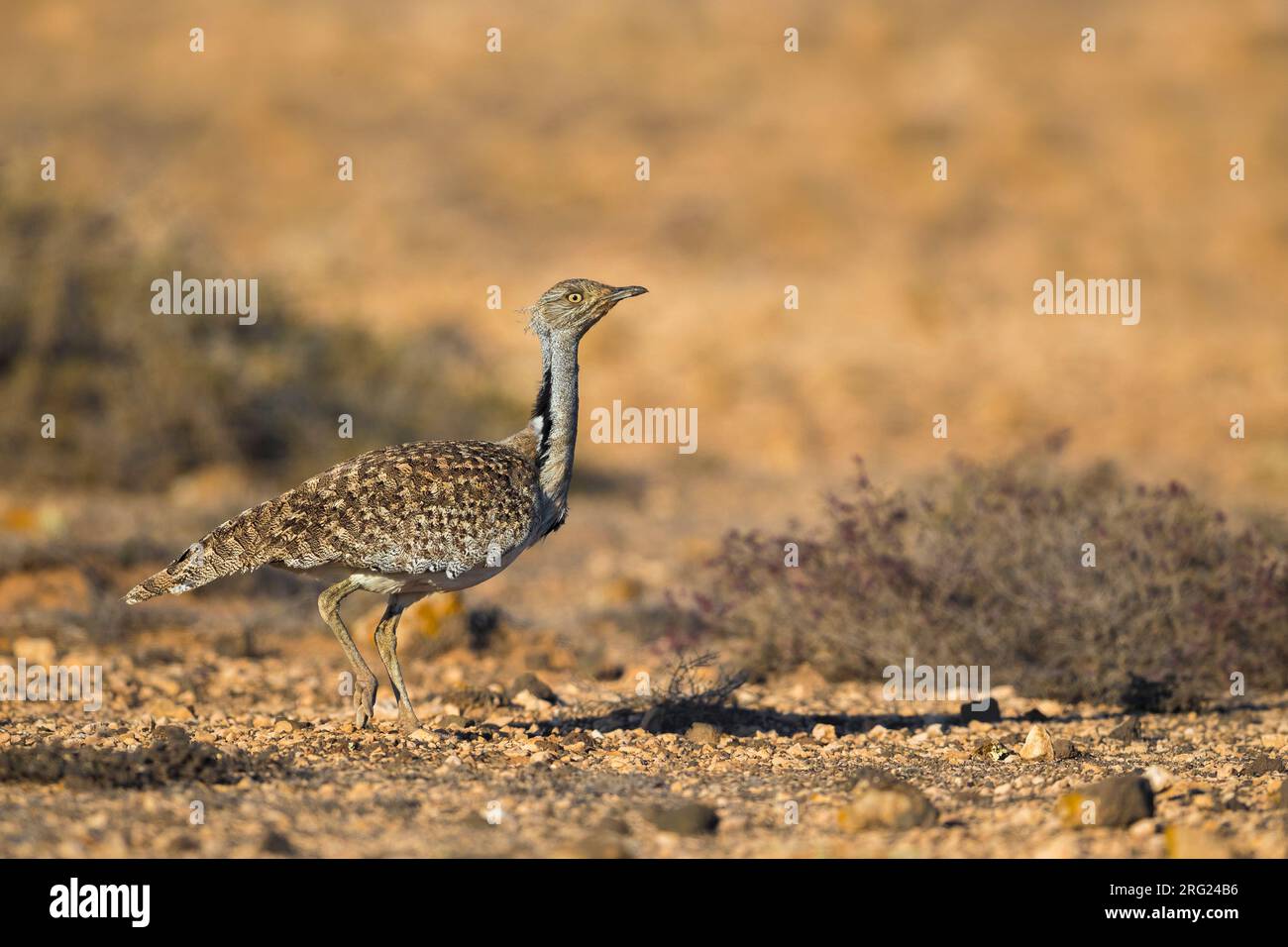 Houbara Bustard (Chlamydotis undulata fuertaventurae) on the Canary ...