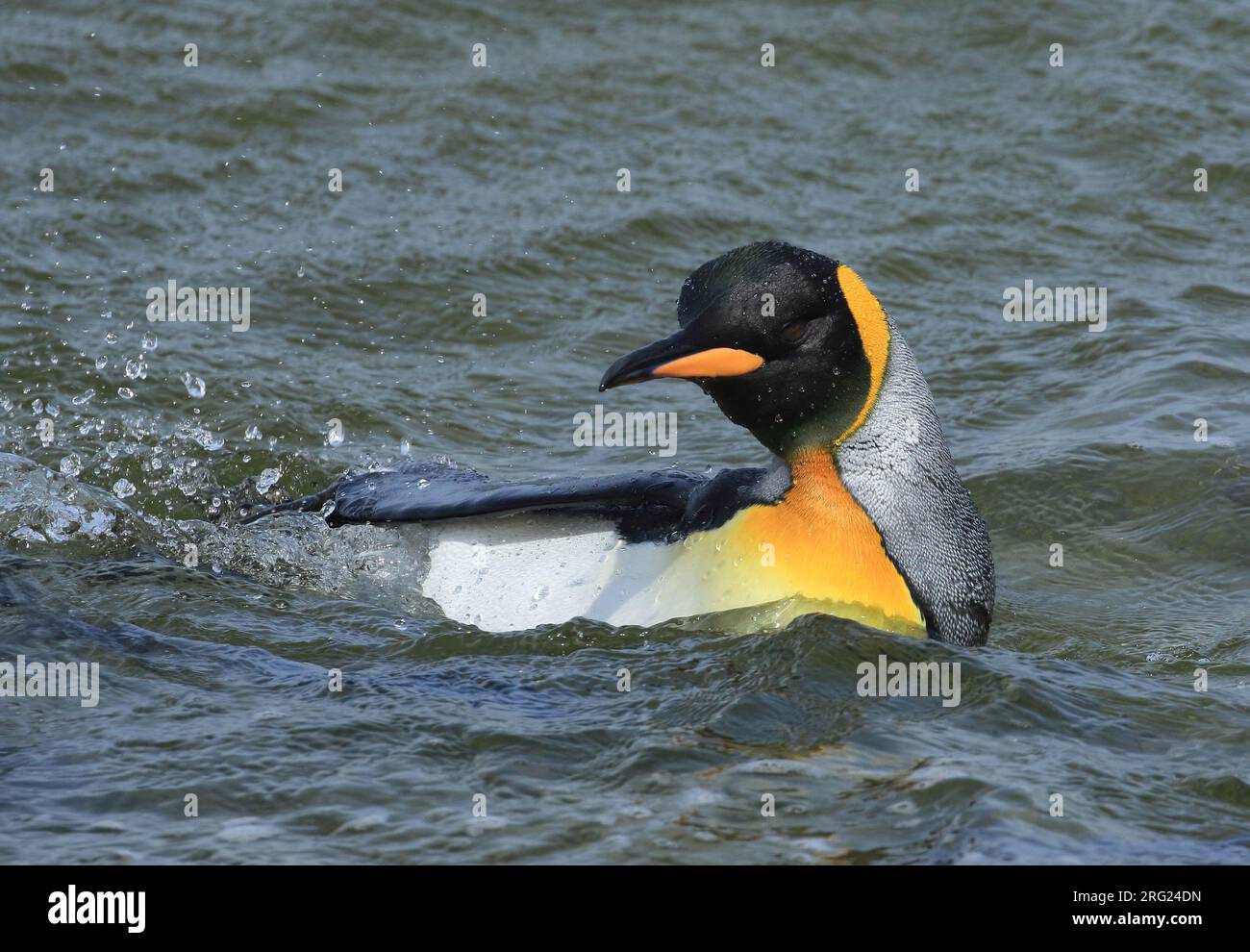 Een zwemmende Koningspinguïn A swimming King Penguin Stock Photo - Alamy