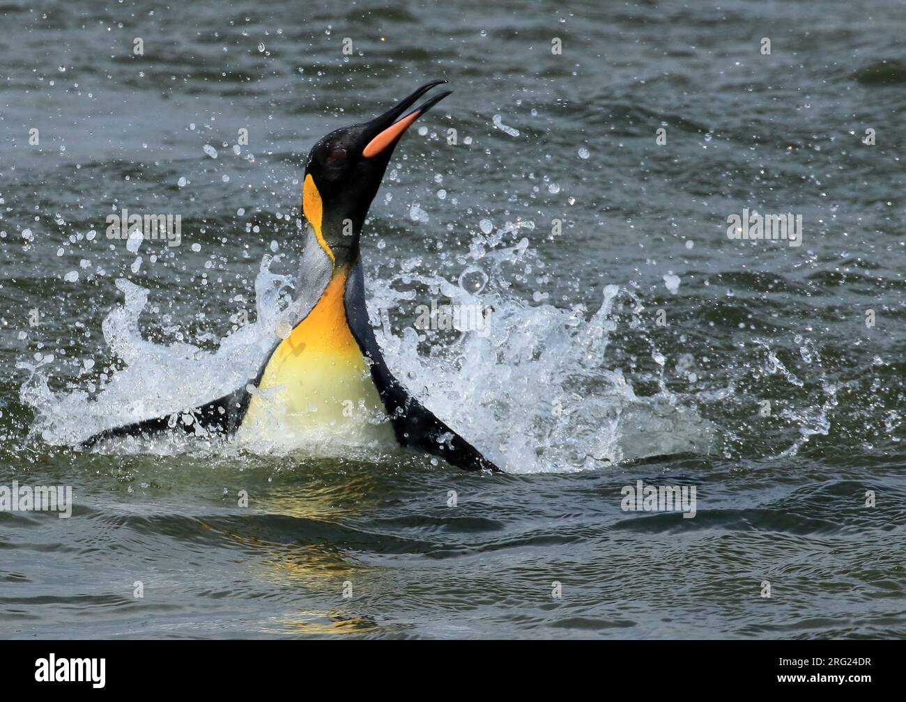 Zwemmende Koningspinguïn Swimming King Penguin Stock Photo - Alamy
