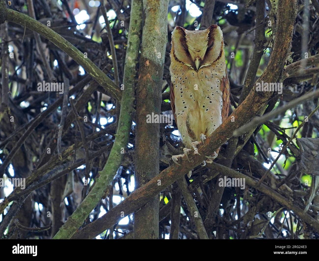 Sri Lanka bay owl (Phodilus assimilis) in India Stock Photo - Alamy