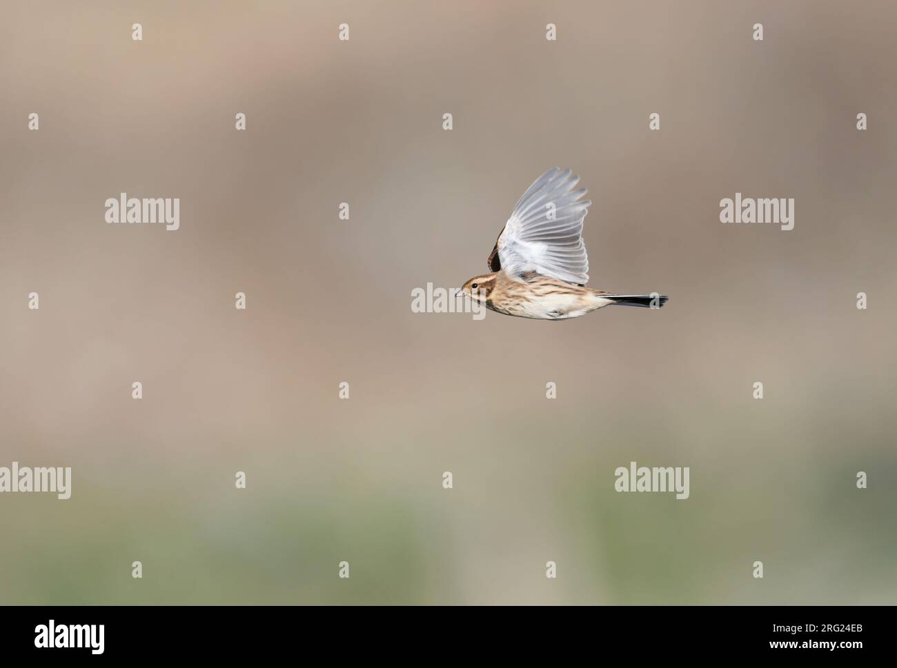 Common Reed Bunting (Emberiza schoeniclus) flying, migrating against a ...