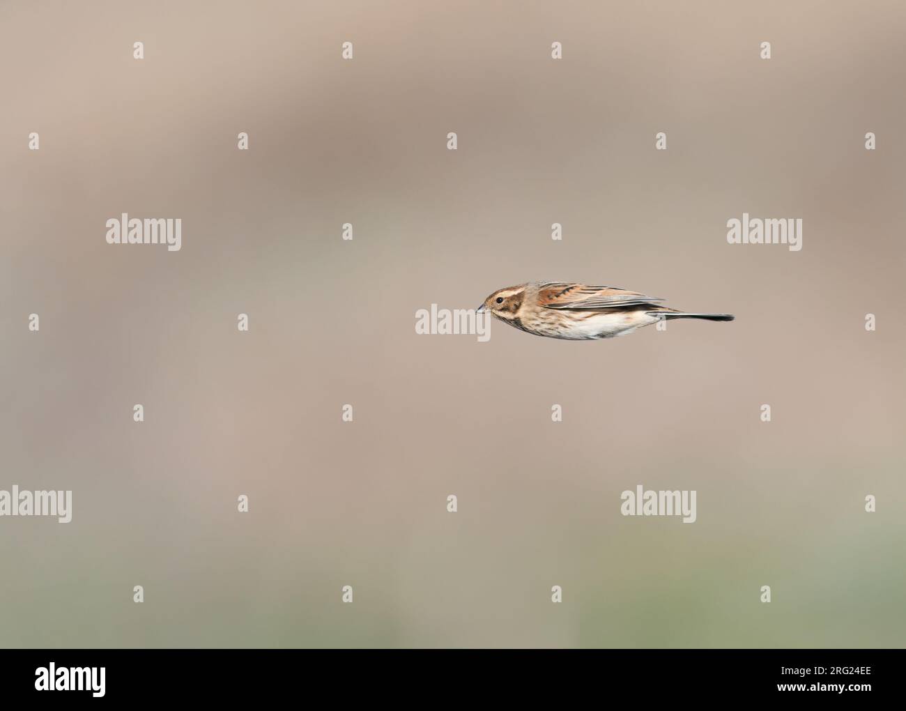 Common Reed Bunting (Emberiza schoeniclus) flying, migrating against a ...