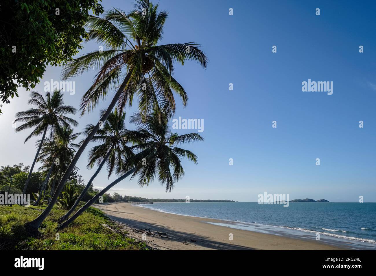 Coconut palms at Seaforth Beach on the Hibiscus Coast of Tropical North ...