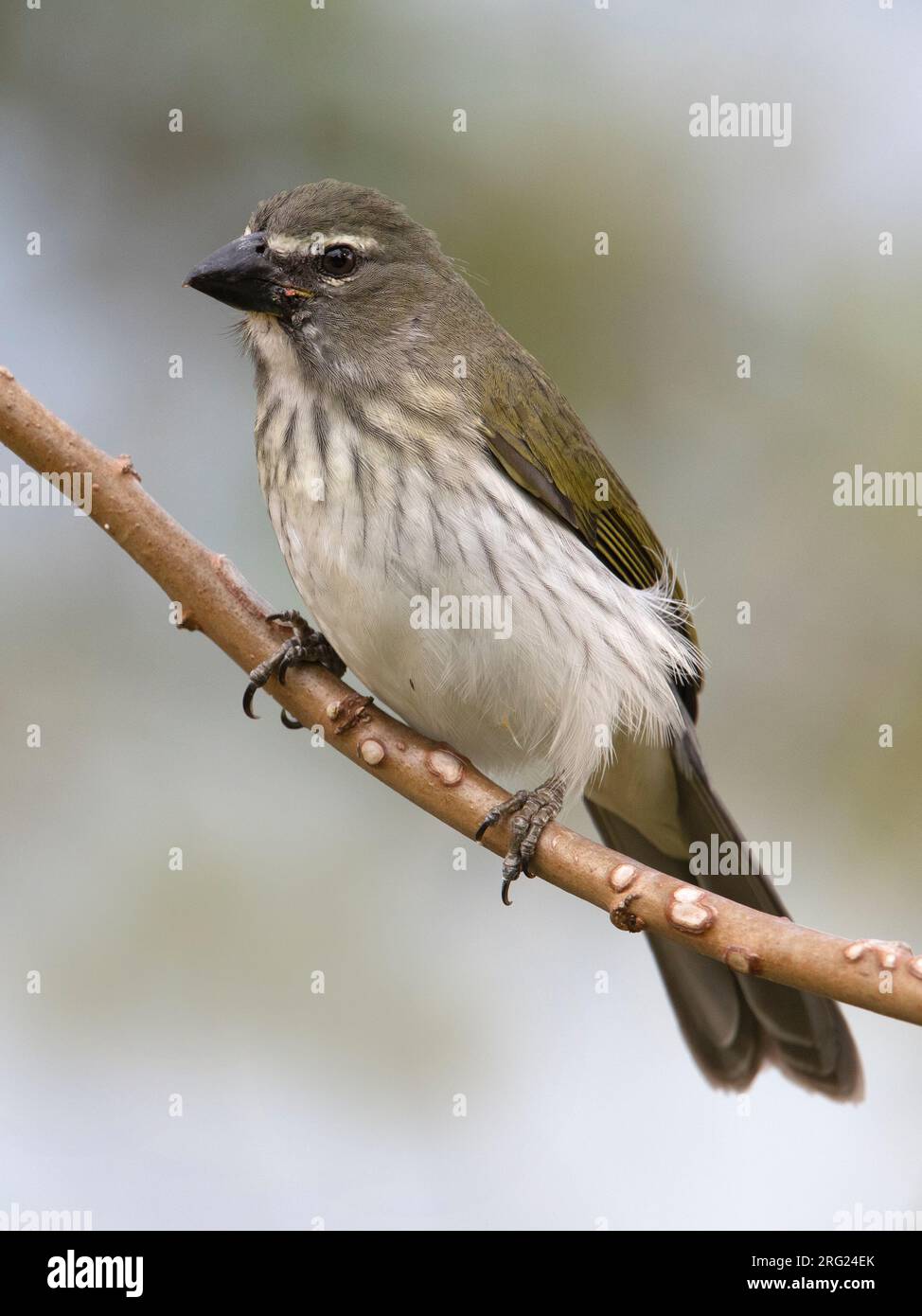 Streaked Saltator (Saltator striatipectus) at Copacabana, Antioquia ...