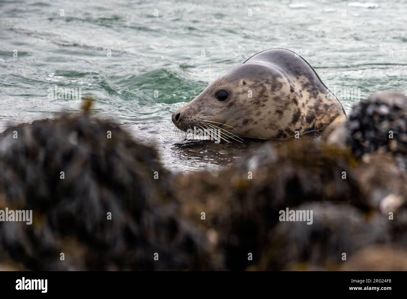Rocks on the zeeland coast of the netherlands hi-res stock photography ...