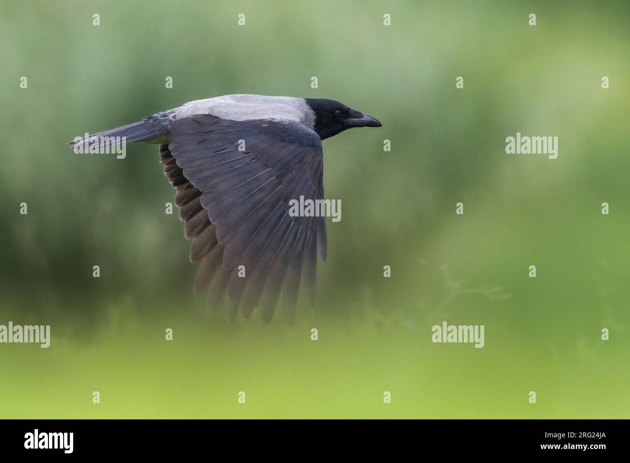 Hooded Crow, Corvus cornix, in Italy Stock Photo - Alamy