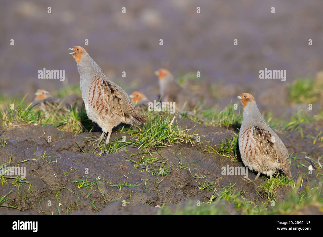 Grey Partridge, Perdix perdix family flock at agriculture field created ...