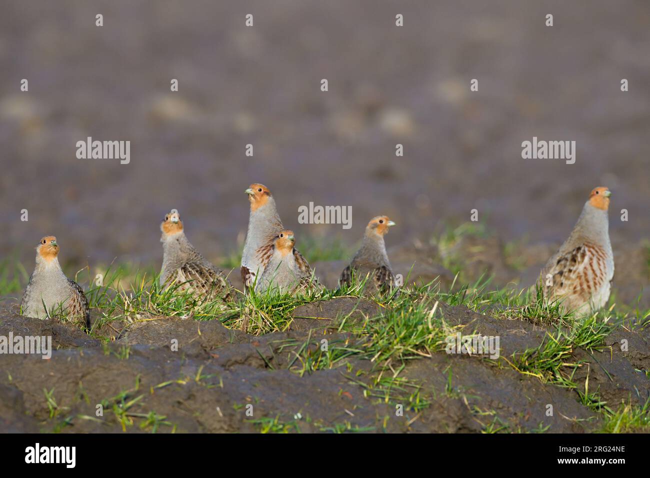 Grey Partridge, Perdix perdix family flock at agriculture field created ...