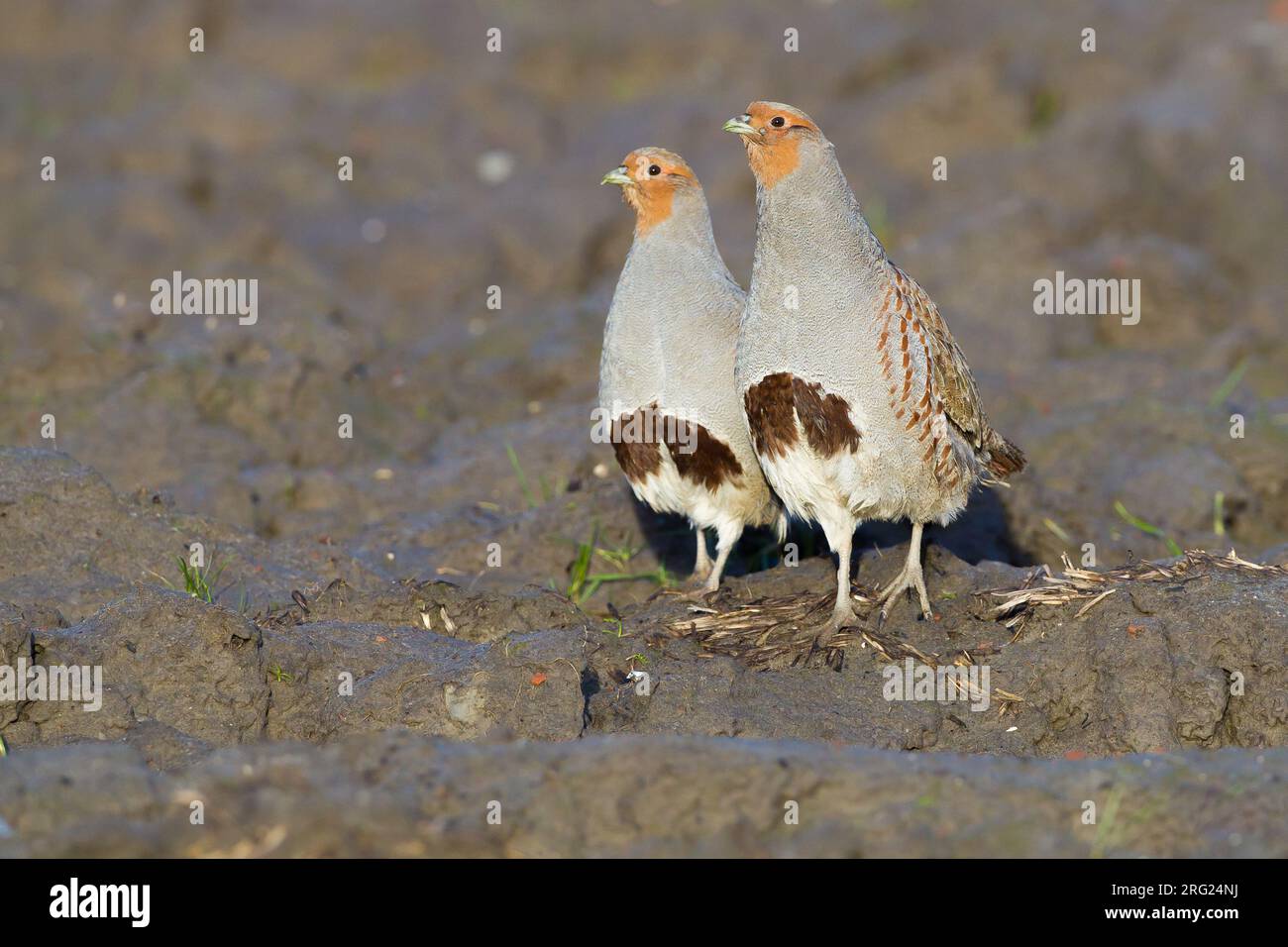 Grey Partridge, Perdix perdix family flock at agriculture field created ...