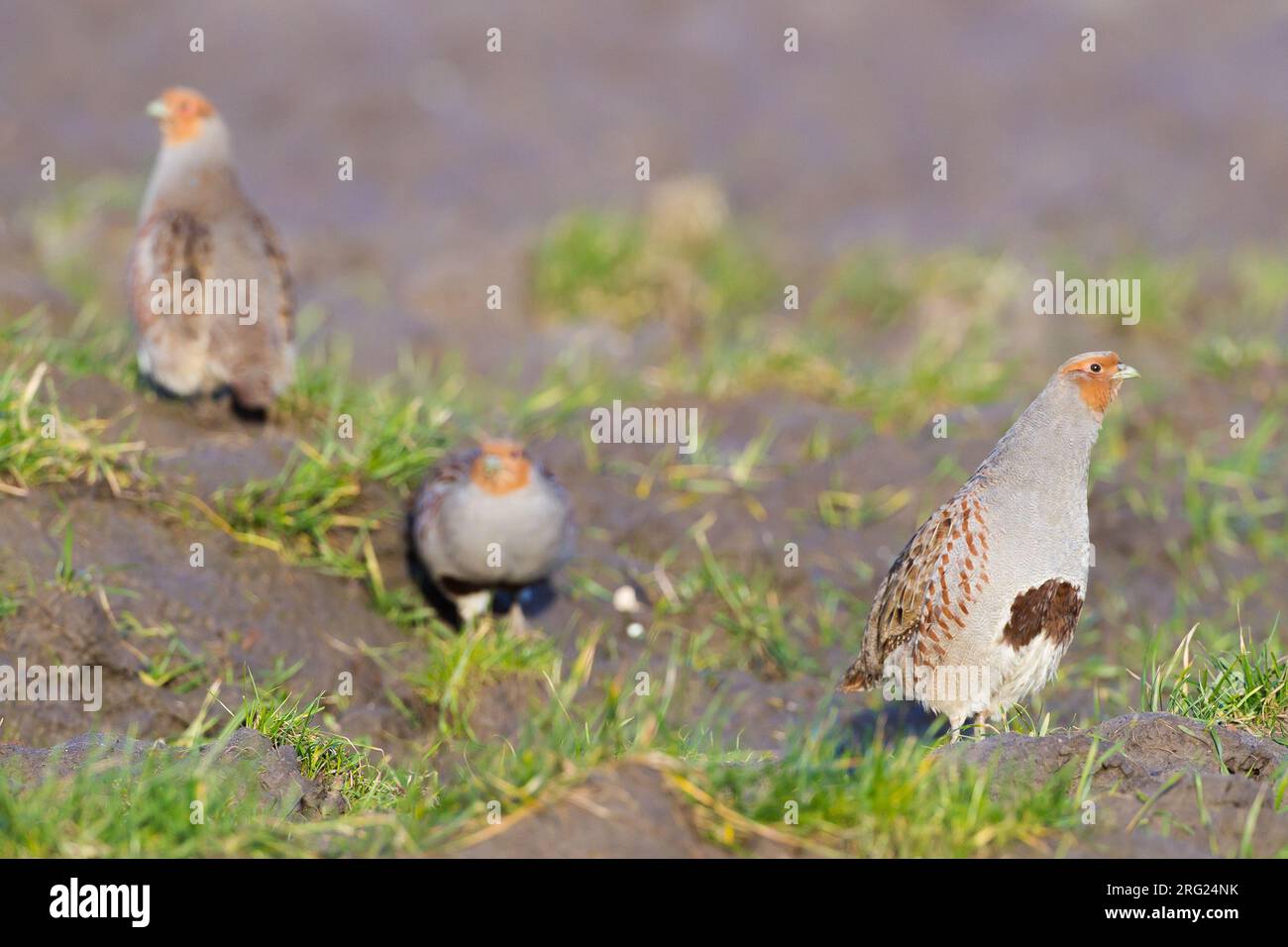 Grey Partridge, Perdix perdix family flock at agriculture field created ...