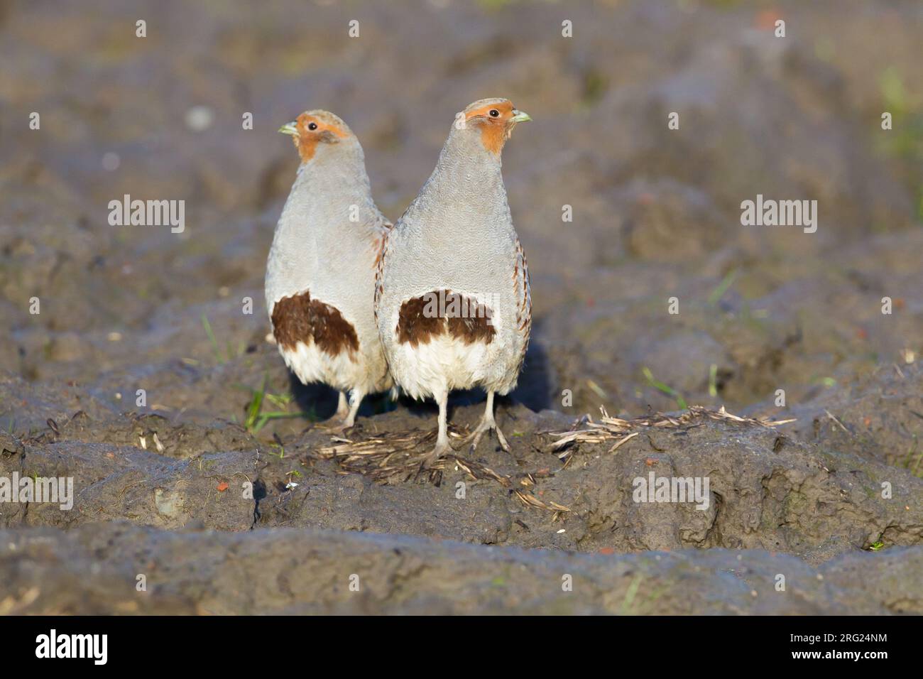 Grey Partridge, Perdix perdix family flock at agriculture field created ...