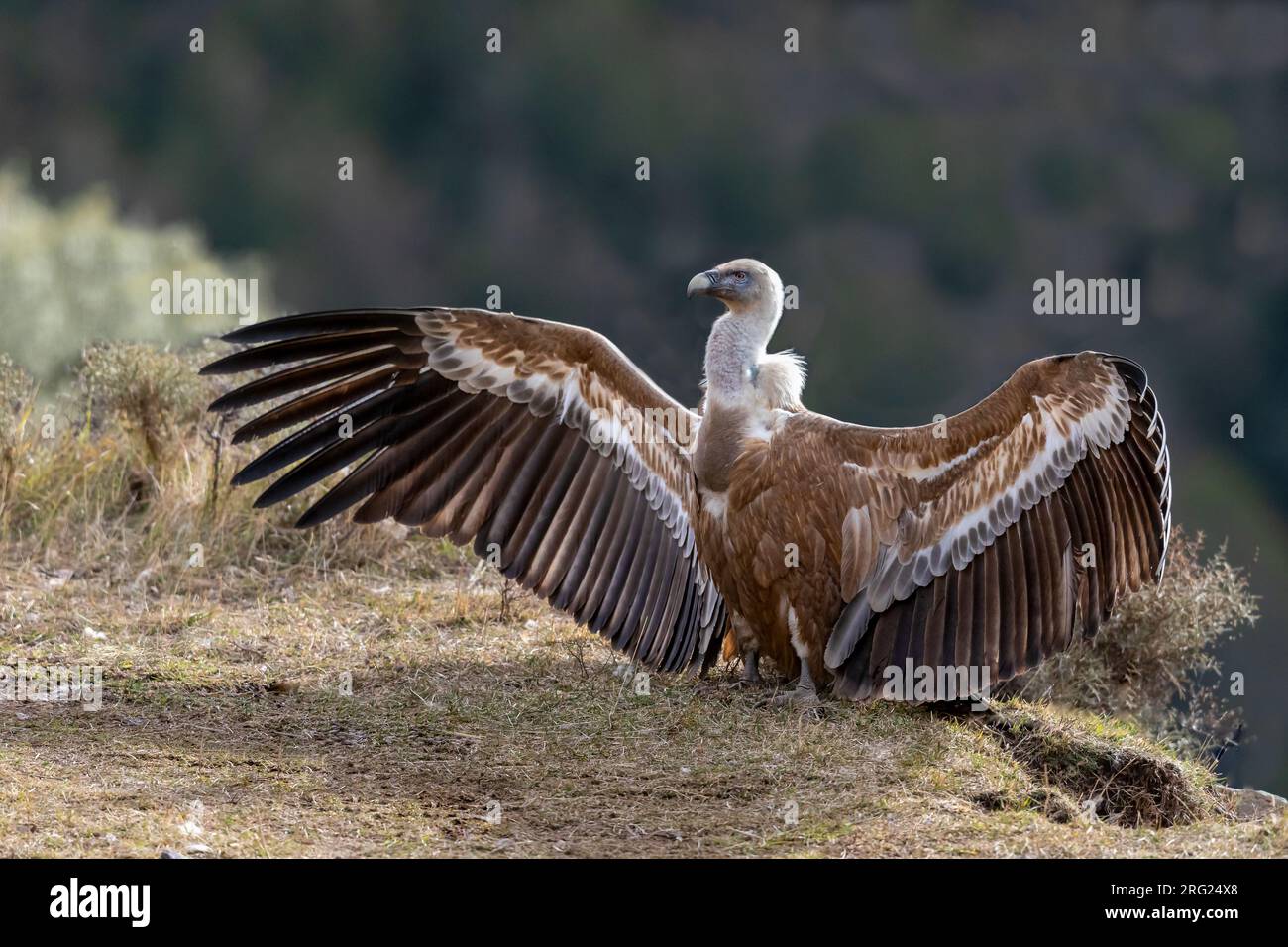 Heraldic pose hi-res stock photography and images - Alamy