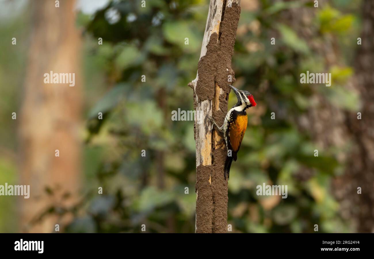 Pench national park bird hi-res stock photography and images - Alamy