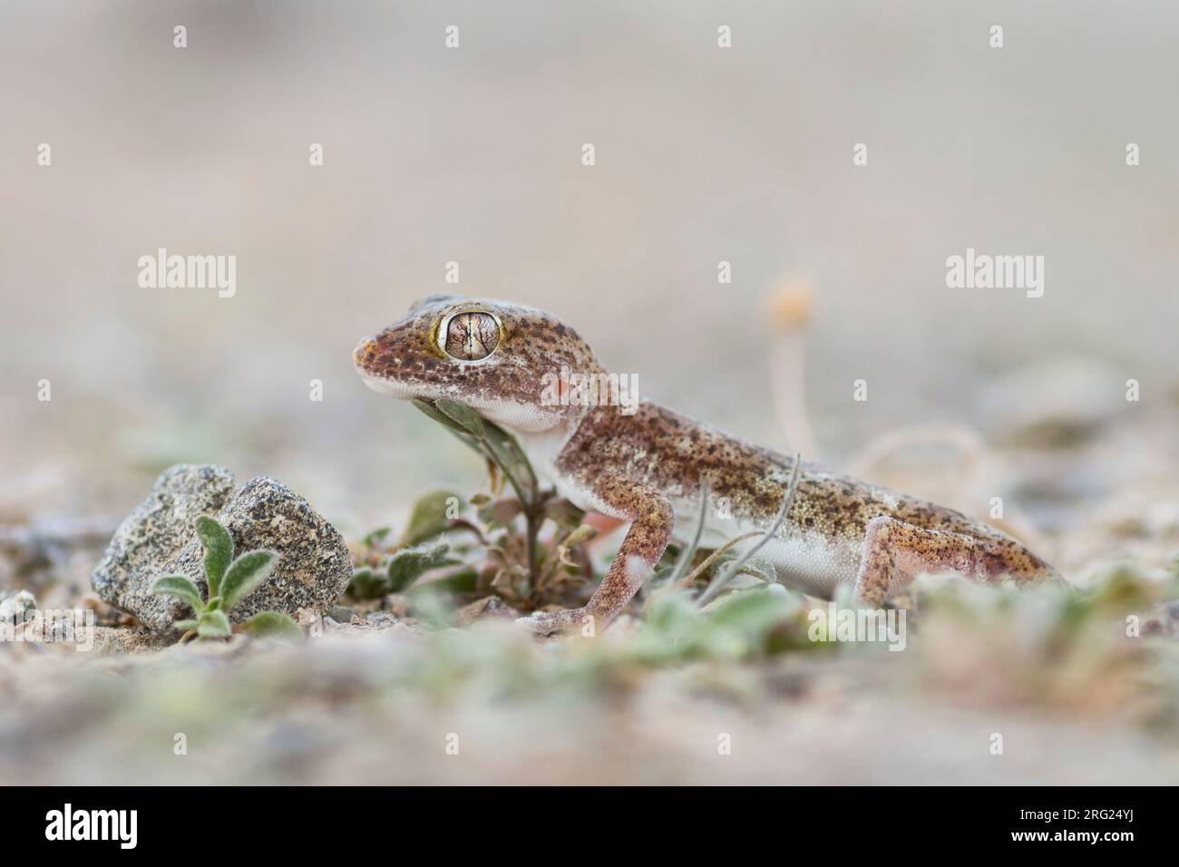 Southern short-fingered Gecko - Stenodactylus leptocosymbotes Stock ...