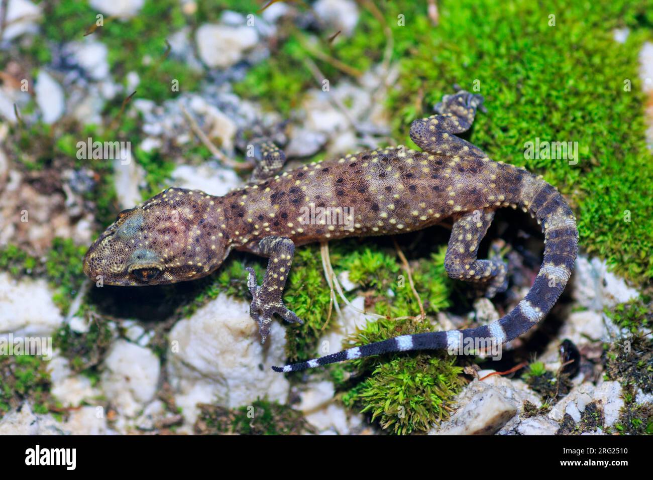 Turkish Gecko (Hemidactylus turcicus) taken the 09/02/2022 at Hyères ...