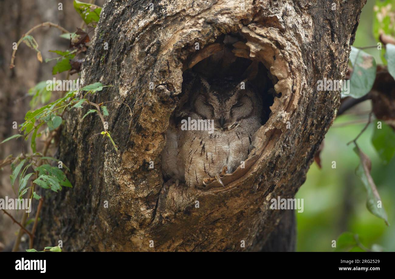 Indian Scops Owl (Otus bakkamoena marathae) sitting in hole in a tree ...