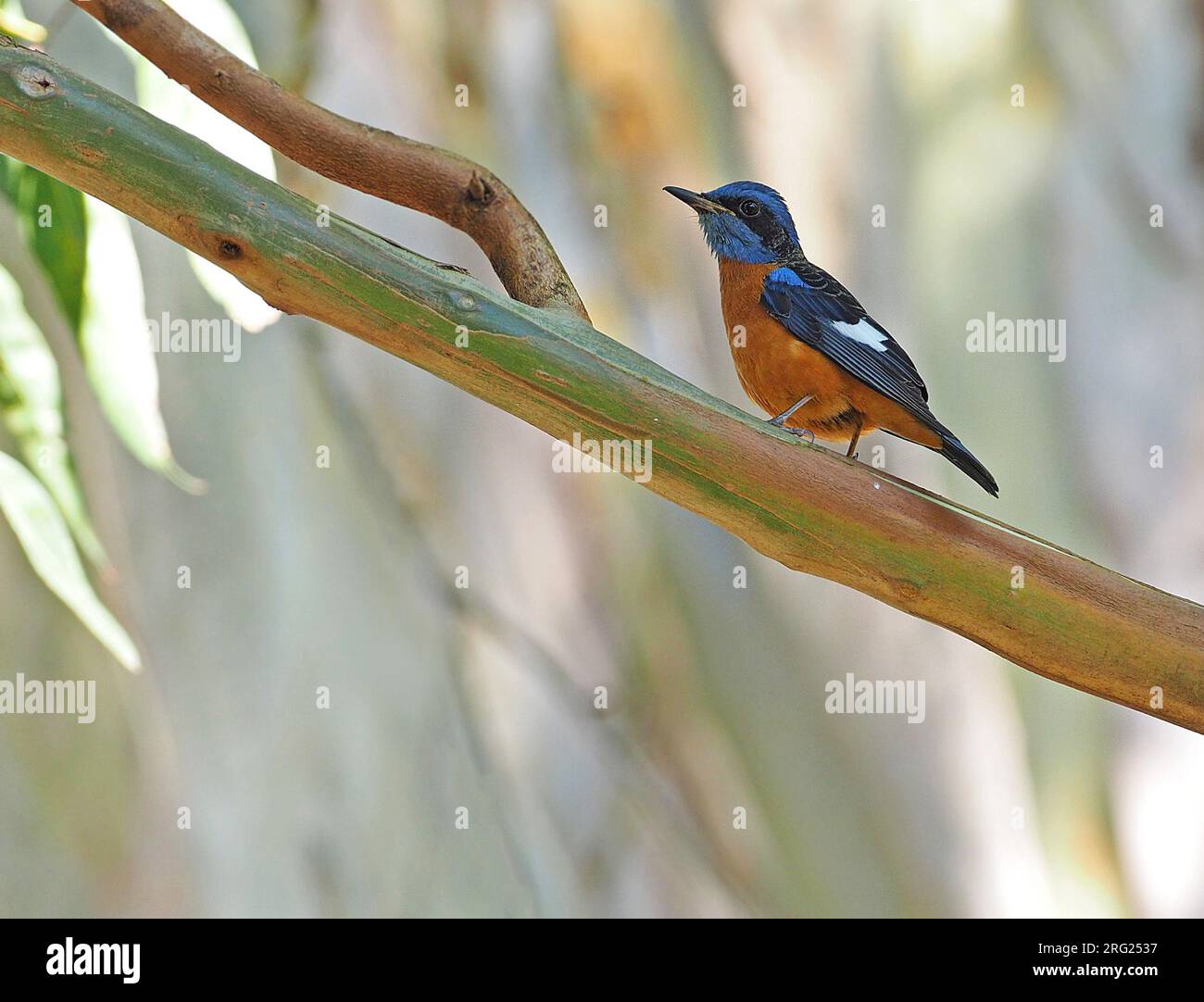 Male Blue-capped rock thrush, Monticola cinclorhyncha, in India Stock ...