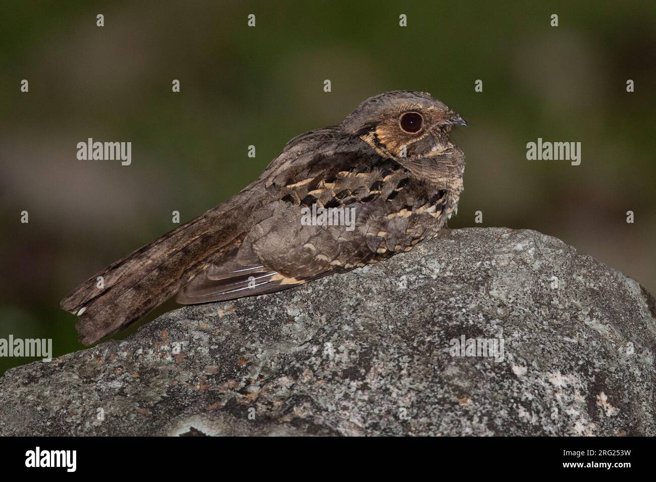 Danta animal hi-res stock photography and images - Alamy