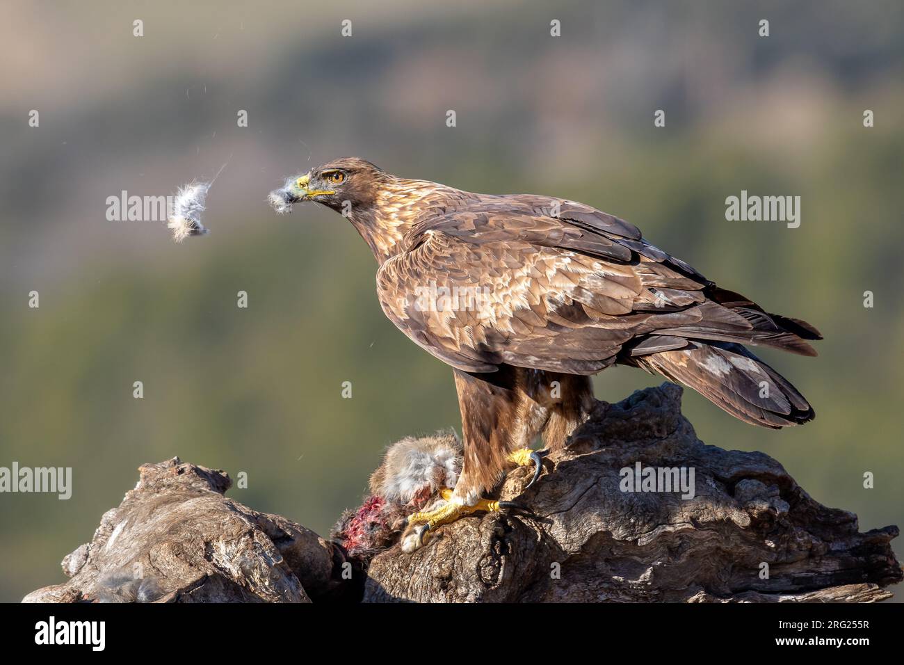Golden Eagle with Prey Stock Photo - Alamy